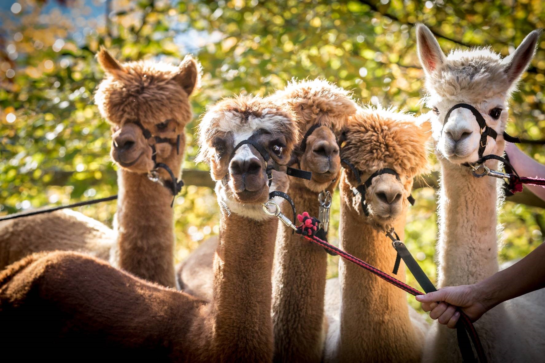 FERIENHAUS BLOCKHAUS AM EDERSEE AM NATIONALPARK KELLERWALD-EDERSEE ...
