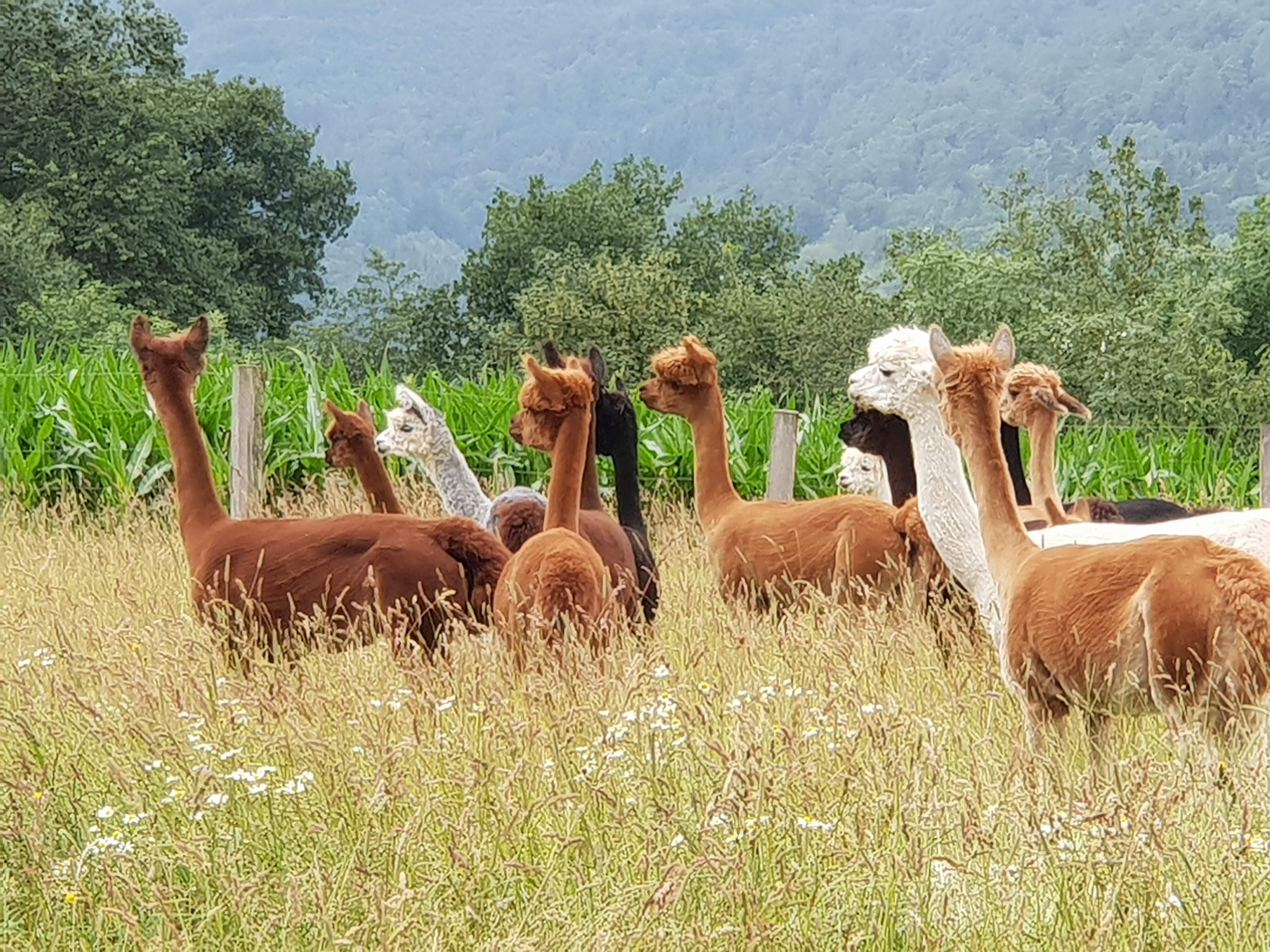 FERIENHAUS BLOCKHAUS AM EDERSEE AM NATIONALPARK KELLERWALD-EDERSEE ...